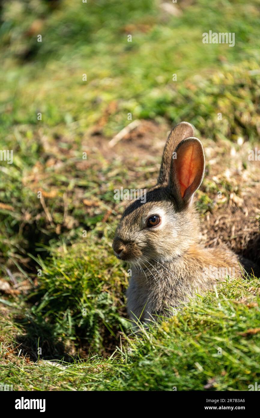 Baby Rabbit (Oryctolagus cuniculus) at warren Stock Photo - Alamy