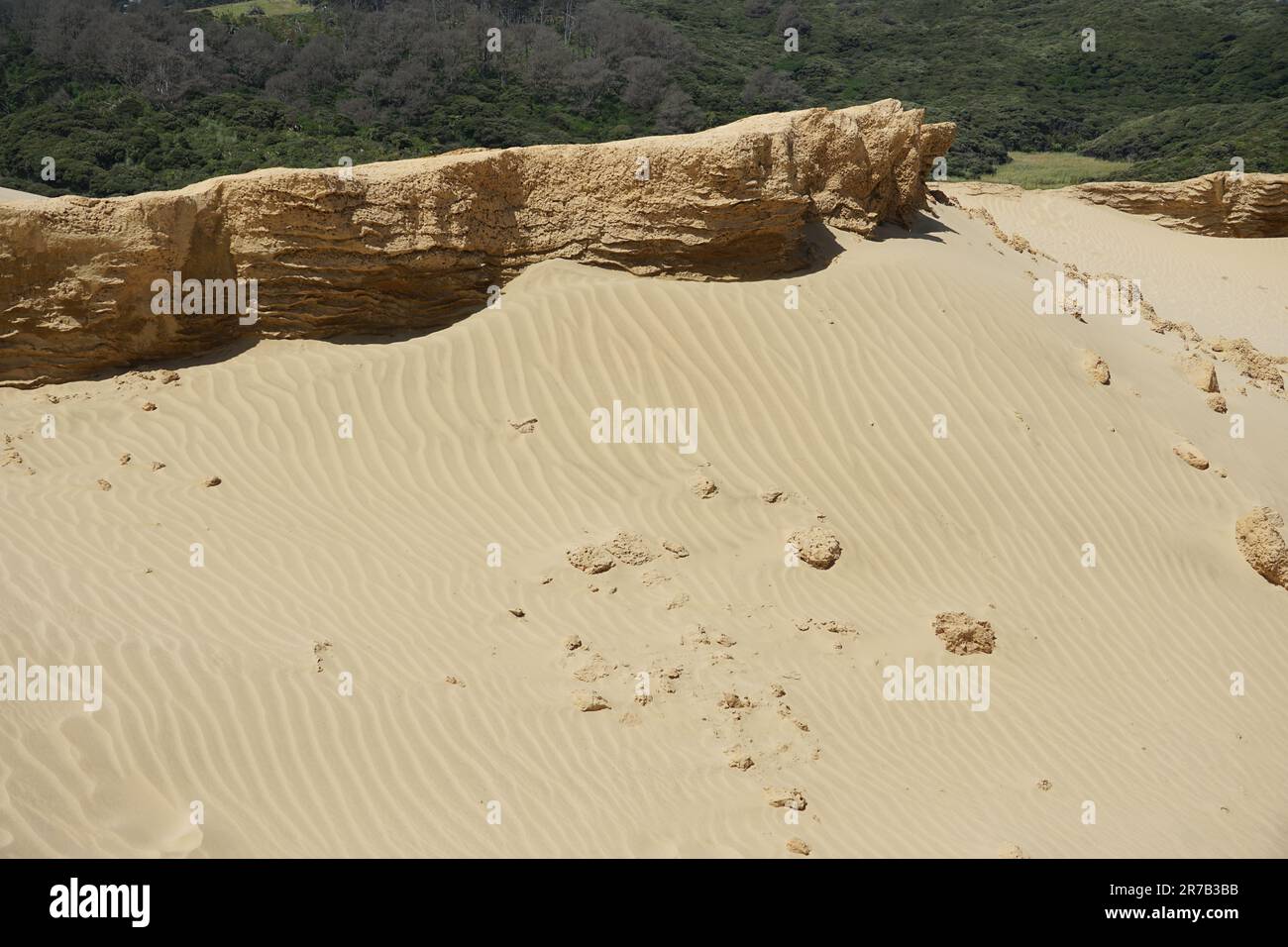 A landscape shot of a sandy area surrounded by lush green trees and ...