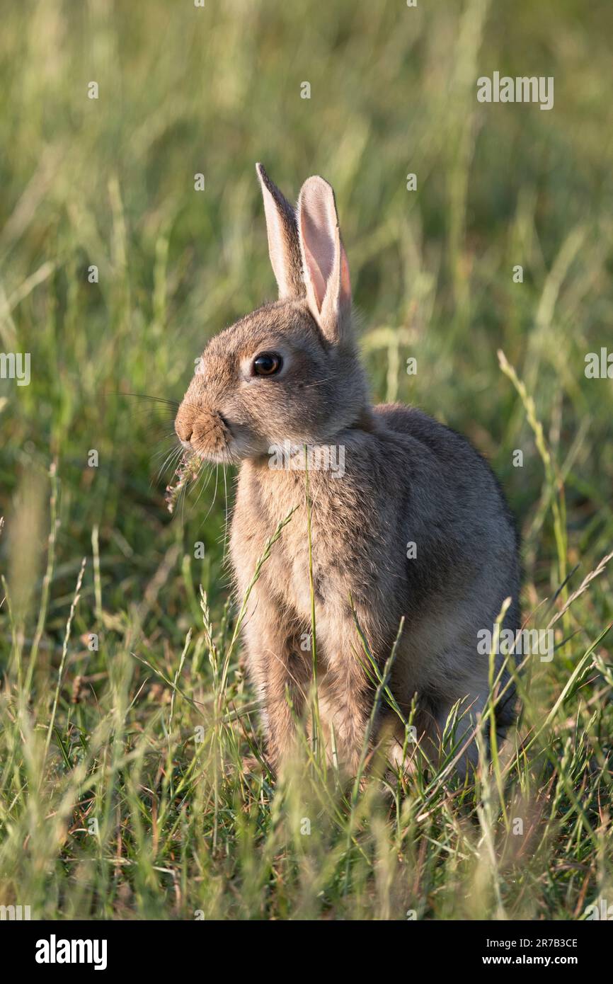 Cute wild rabbit chewing on some vegetation early on a summers morning ...