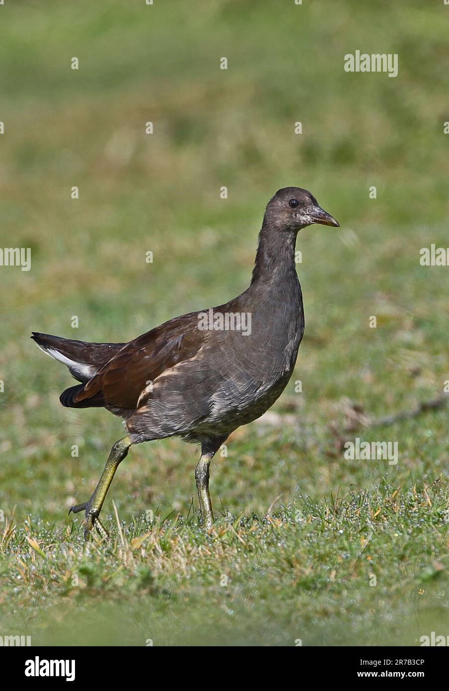 Juvenile moorhen uk hi-res stock photography and images - Alamy