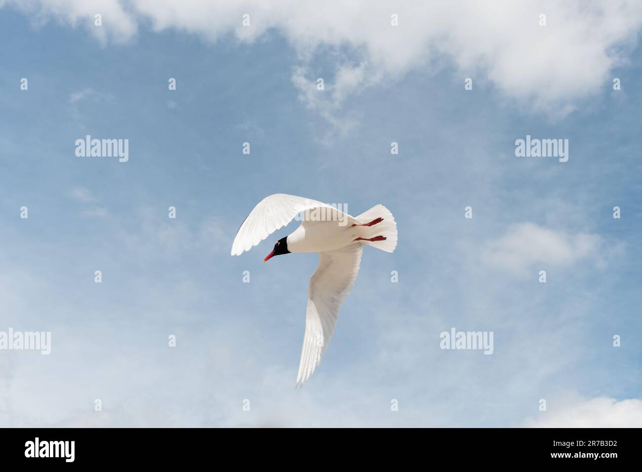 Seabirds in flight in the sky. Mediterranean Gull (Ichthyaetus ...