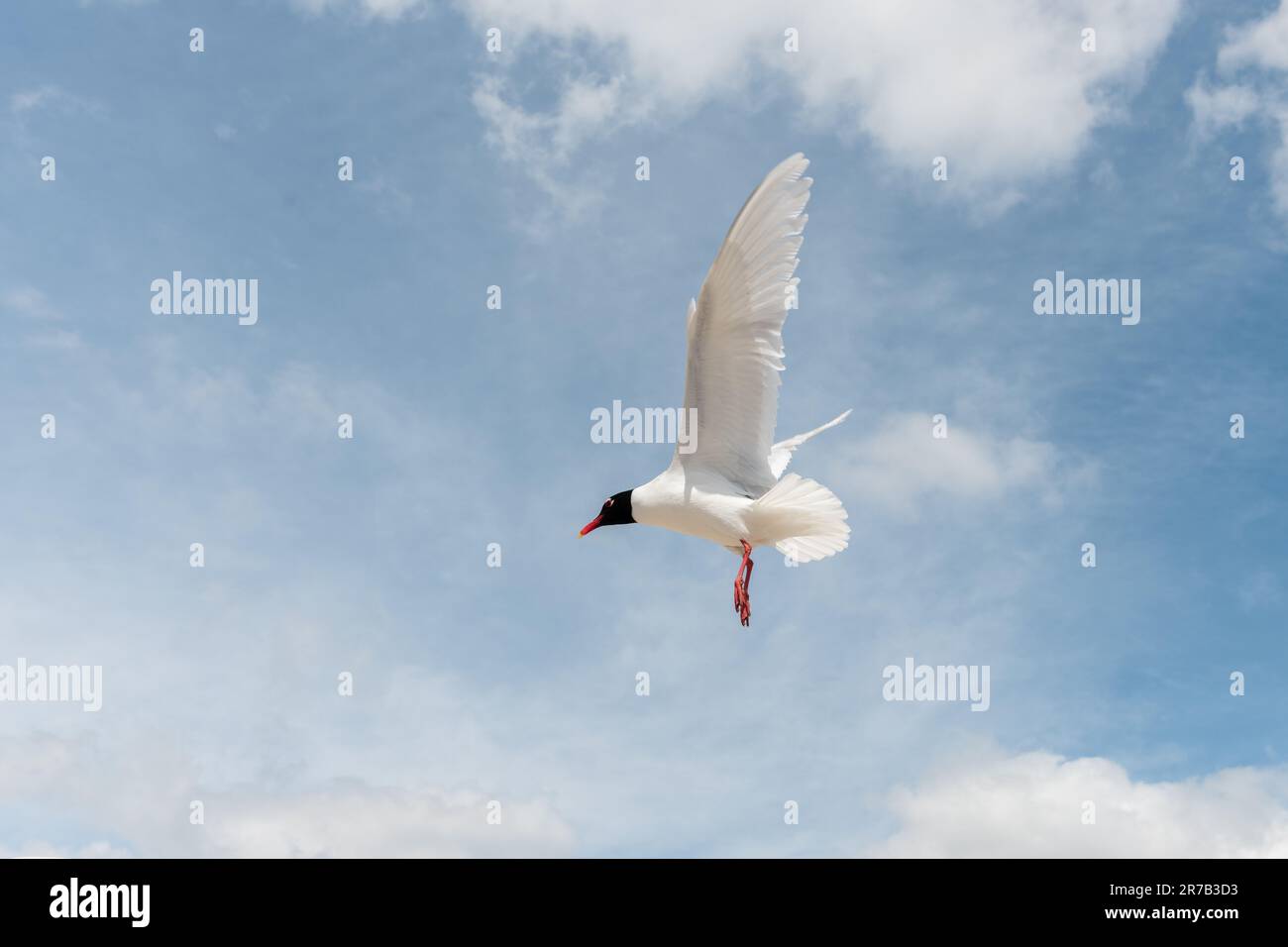 Seabirds in flight in the sky. Mediterranean Gull (Ichthyaetus ...