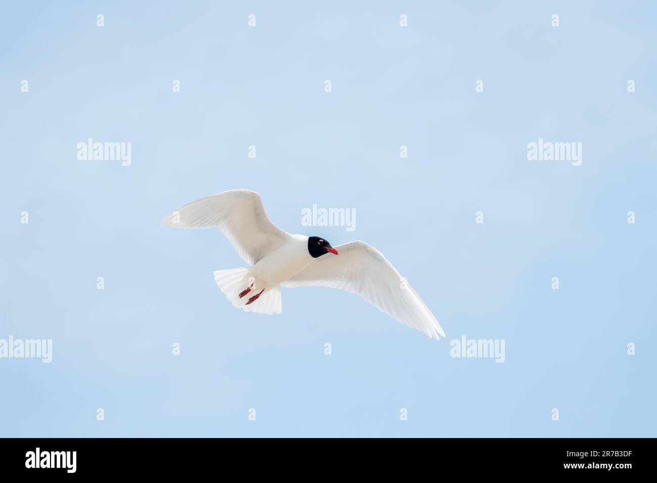 Seabirds in flight in the sky. Mediterranean Gull (Ichthyaetus ...