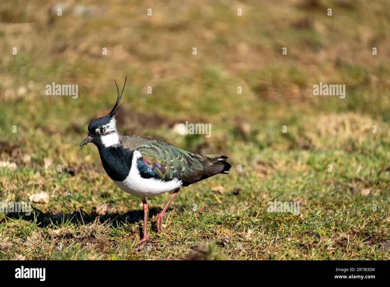 Lapwing farmland breeding hi-res stock photography and images - Alamy