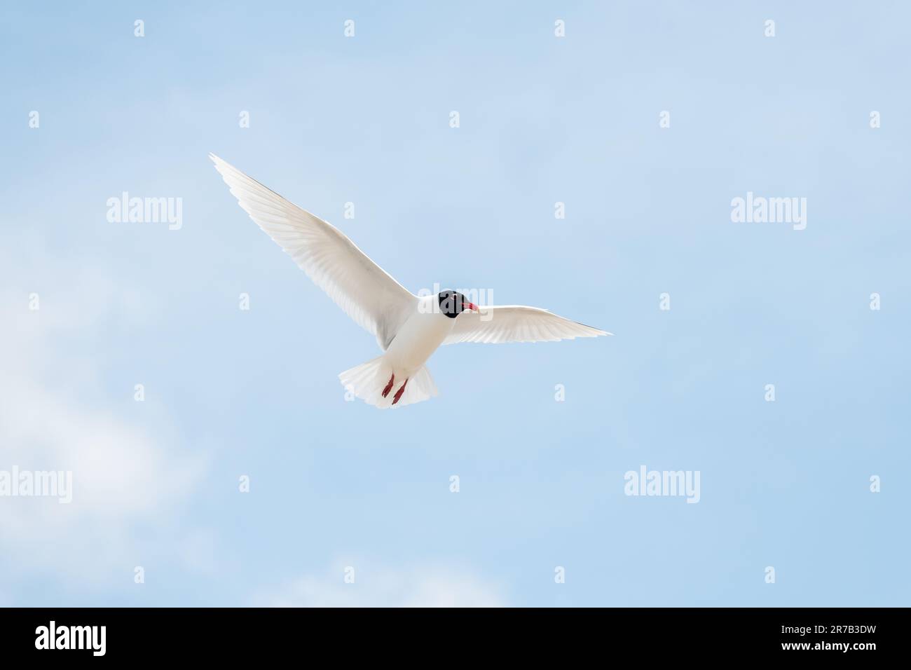 Seabirds in flight in the sky. Mediterranean Gull (Ichthyaetus ...