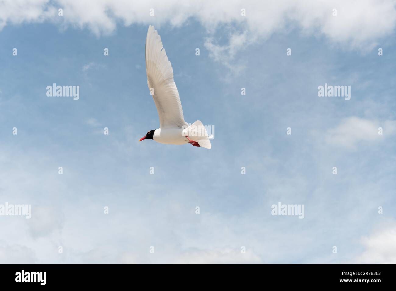 Seabirds in flight in the sky. Mediterranean Gull (Ichthyaetus ...