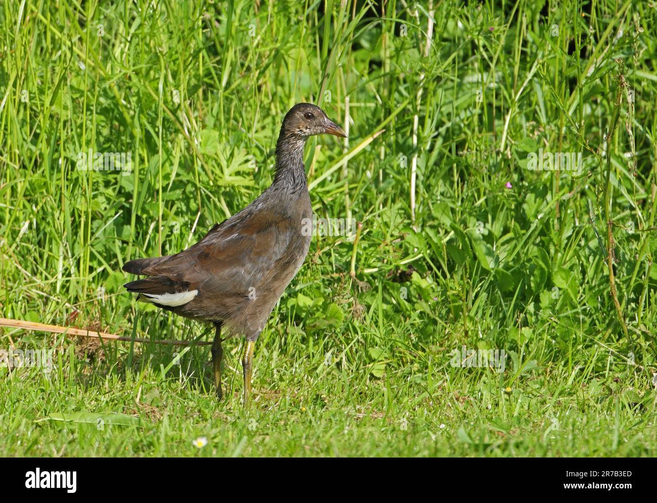 Common Moorhen (Gallinula chloropus) juvenile standing in damp ...