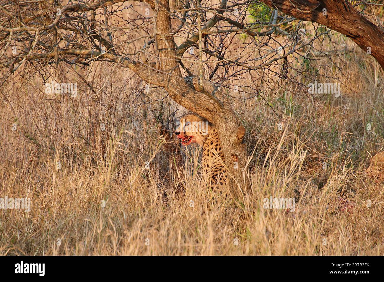 A cheetah resting under a tree with blood on its face Stock Photo - Alamy