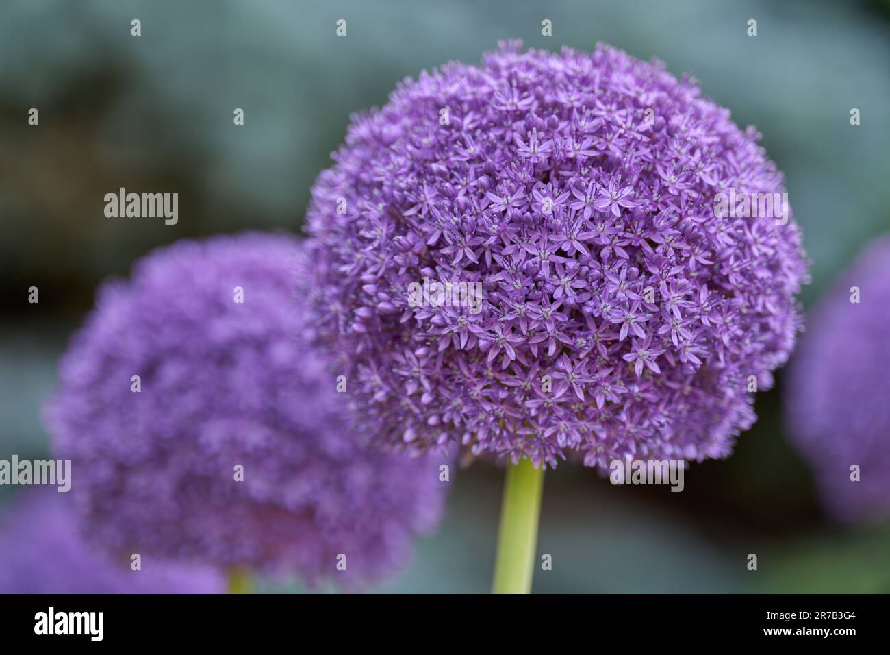 Purple giant garlic blossom Allium giganteum Stock Photo - Alamy