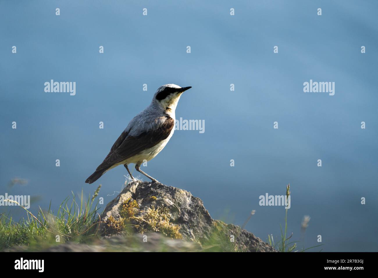 Wheatear with insects hi-res stock photography and images - Alamy