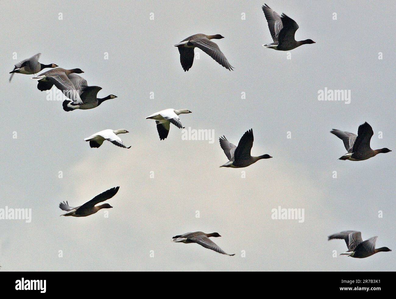 Ross's Goose (Chen rossii), Pink-footed Goose (Anser brachyrhynchus ...
