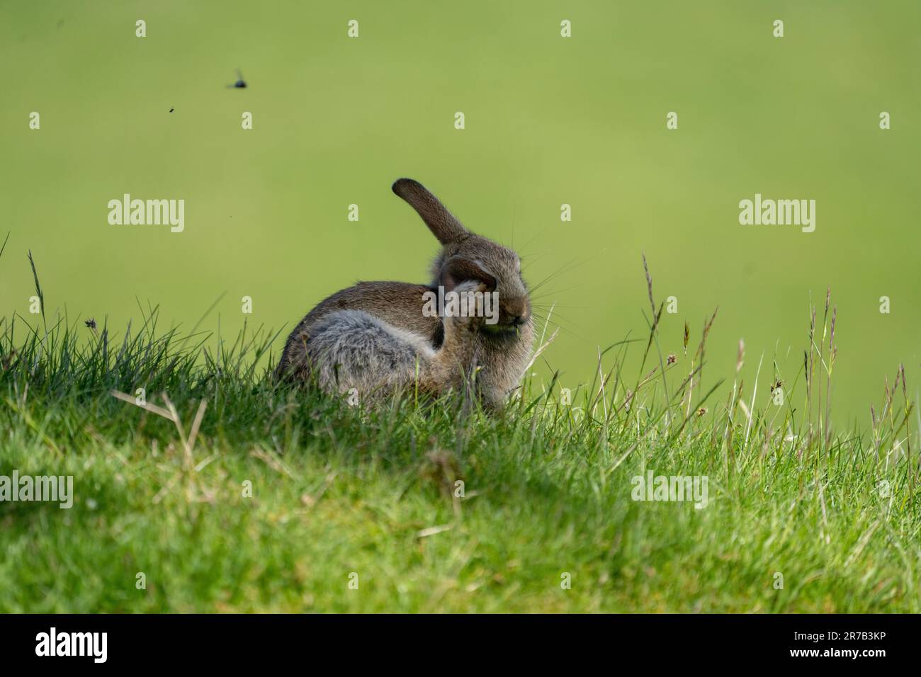 Rabbit scratching its ears Stock Photo - Alamy