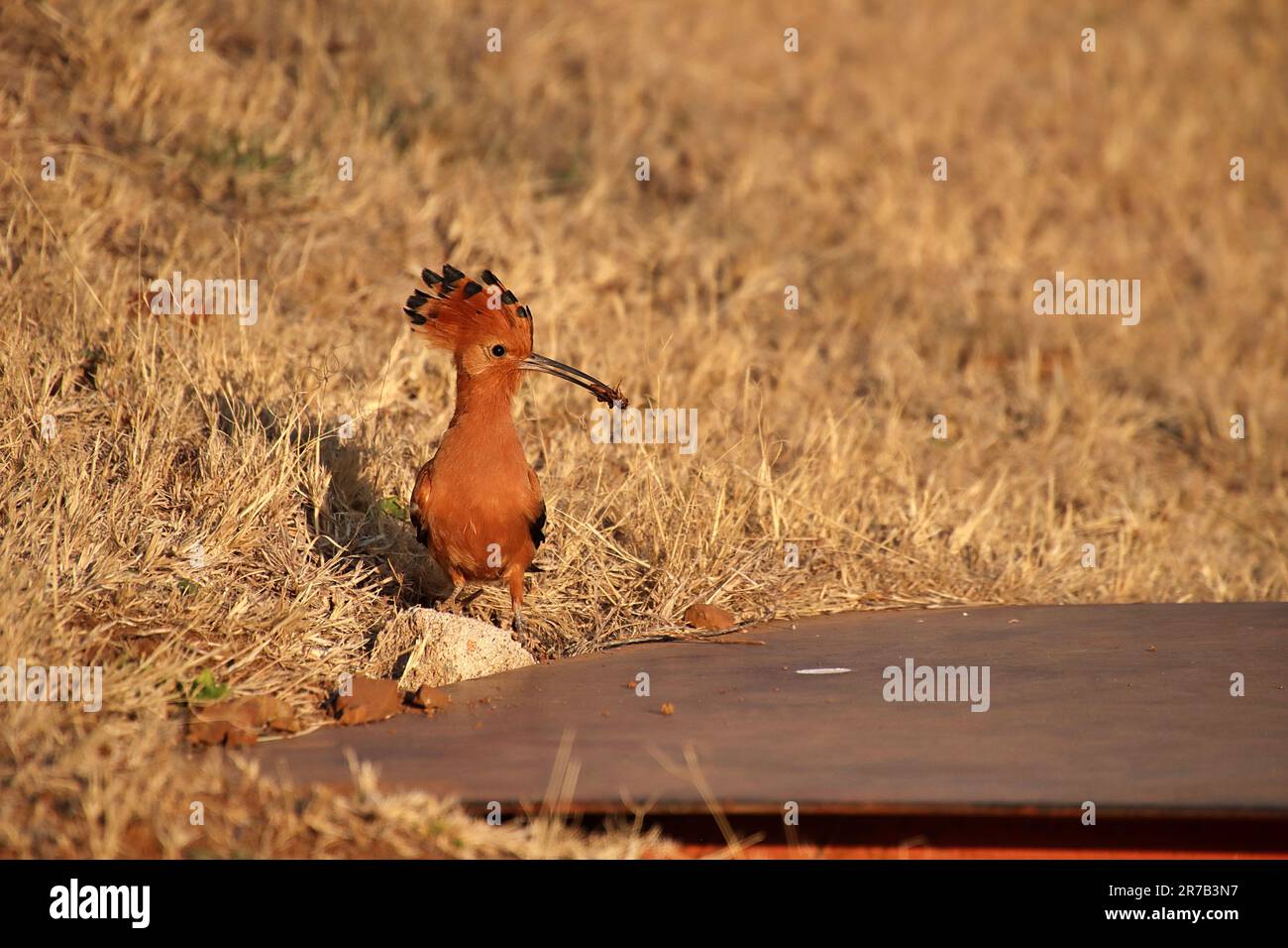 A Eurasian hoopoe in a golden meadow with a freshly caught insect in ...
