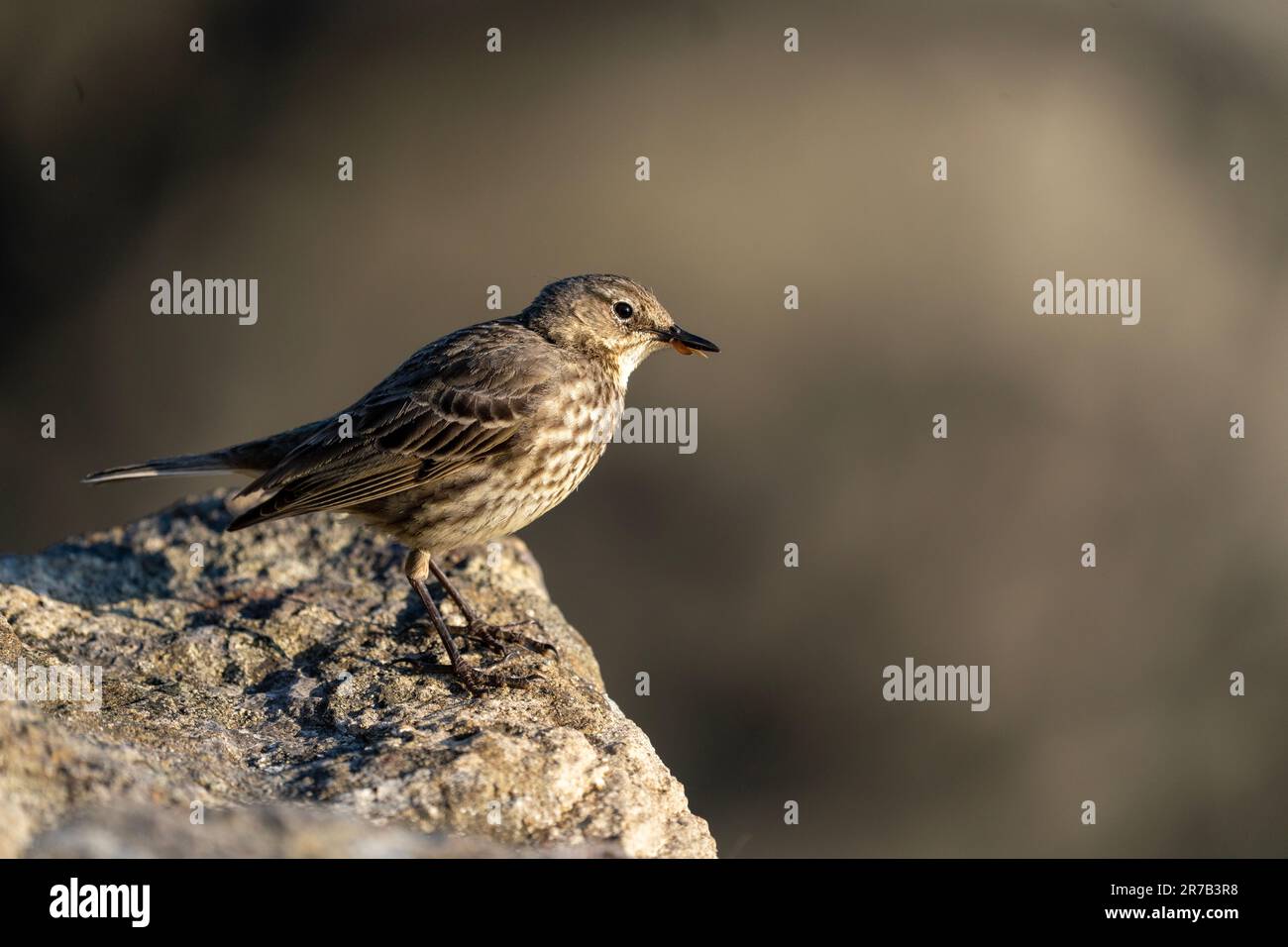British rock pipit hi-res stock photography and images - Alamy