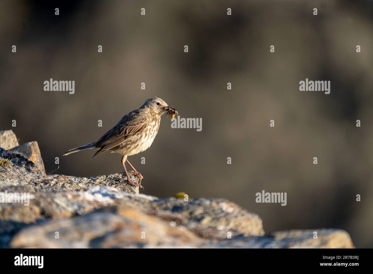 Rock Pipit (Anthus petrosus) with flies in beak Stock Photo - Alamy