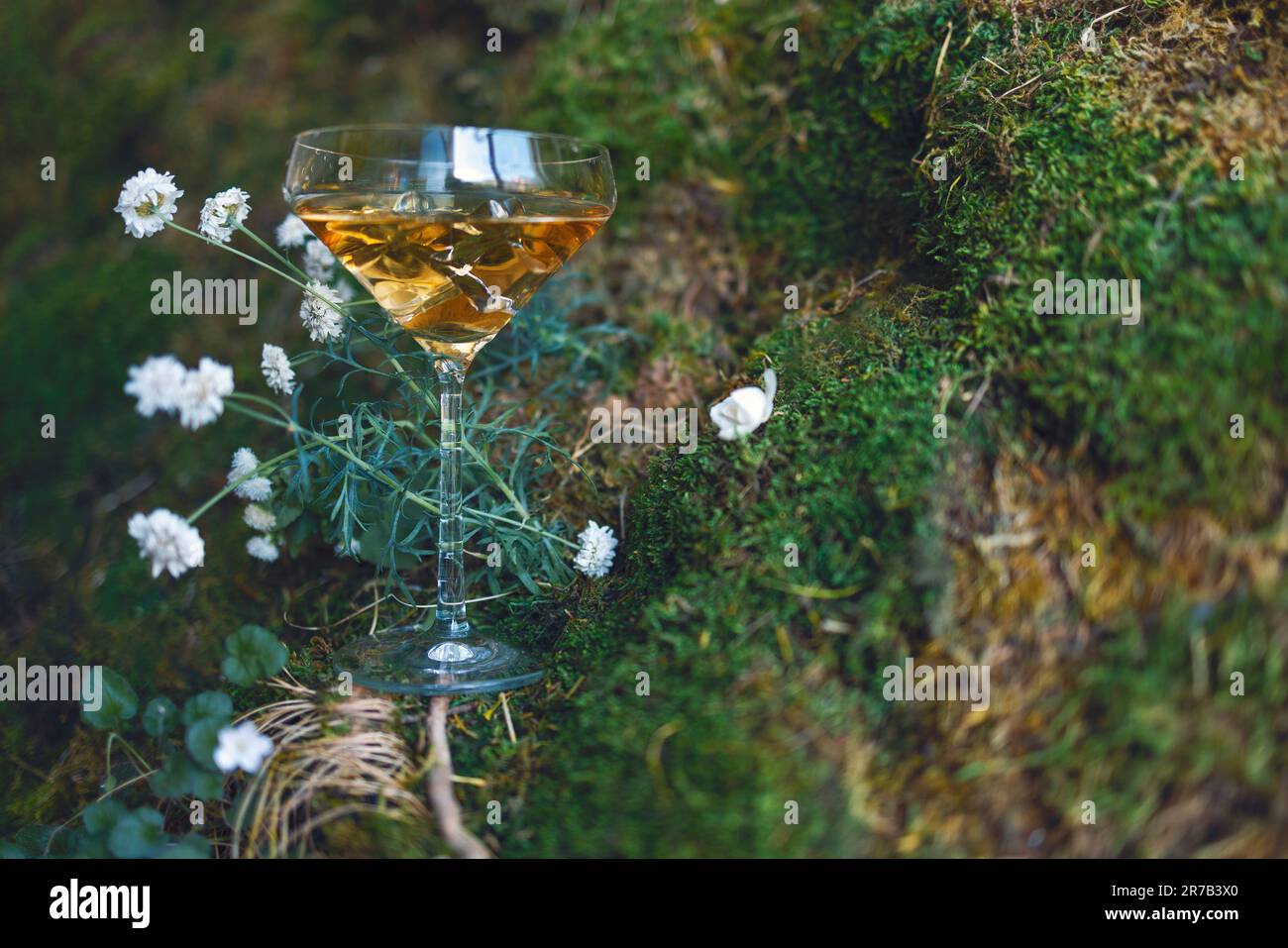 Ice chamomile flowers in mineral hi-res stock photography and images ...