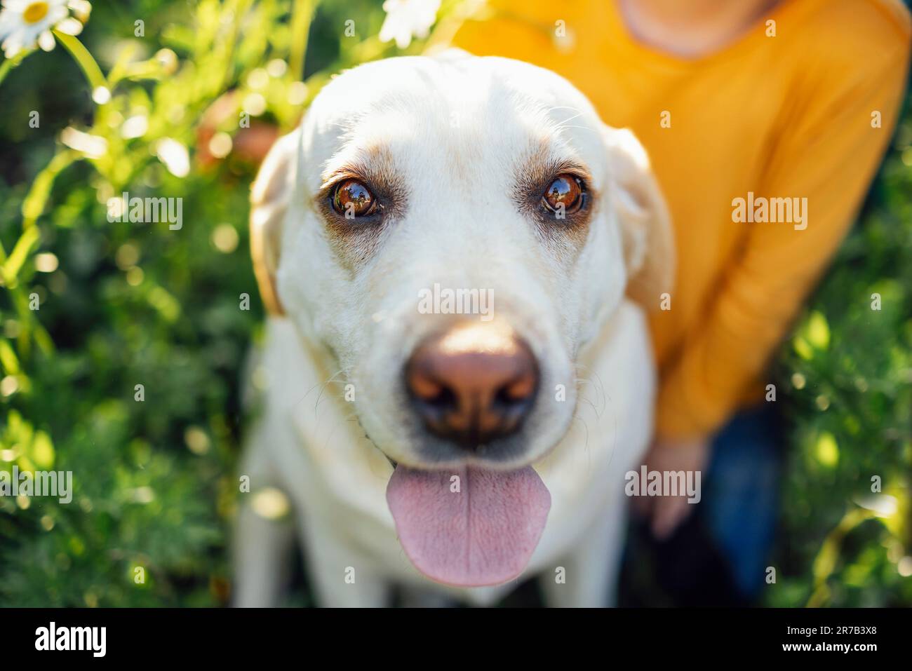 Cute little girl hugging her pet dog - golden labrador retriever. Cute ...