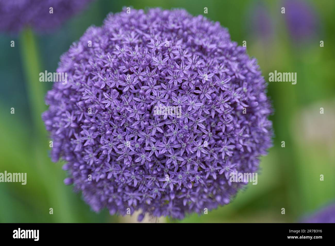 Purple giant garlic blossom Allium giganteum Stock Photo - Alamy