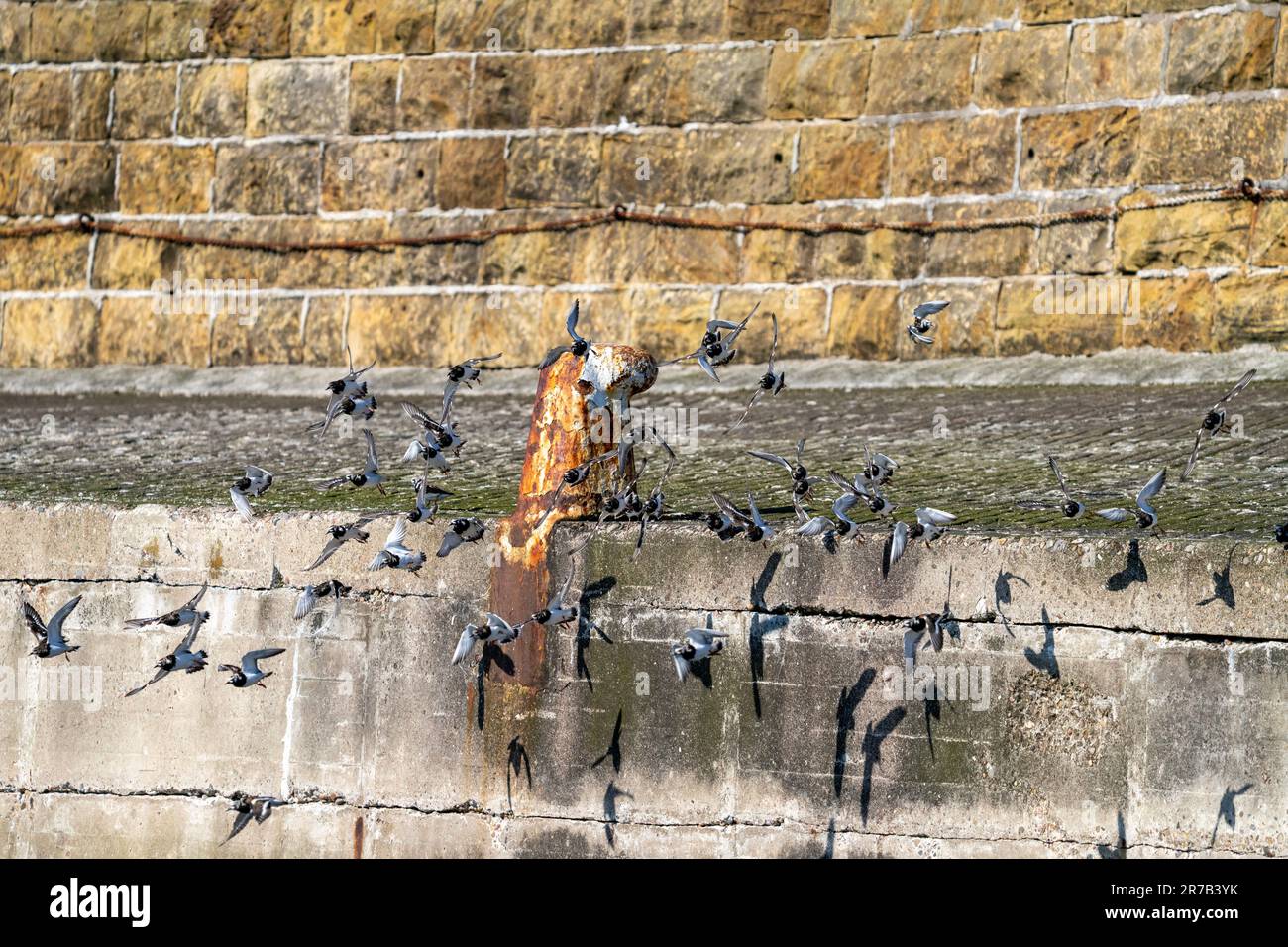 Tide knot hi-res stock photography and images - Alamy