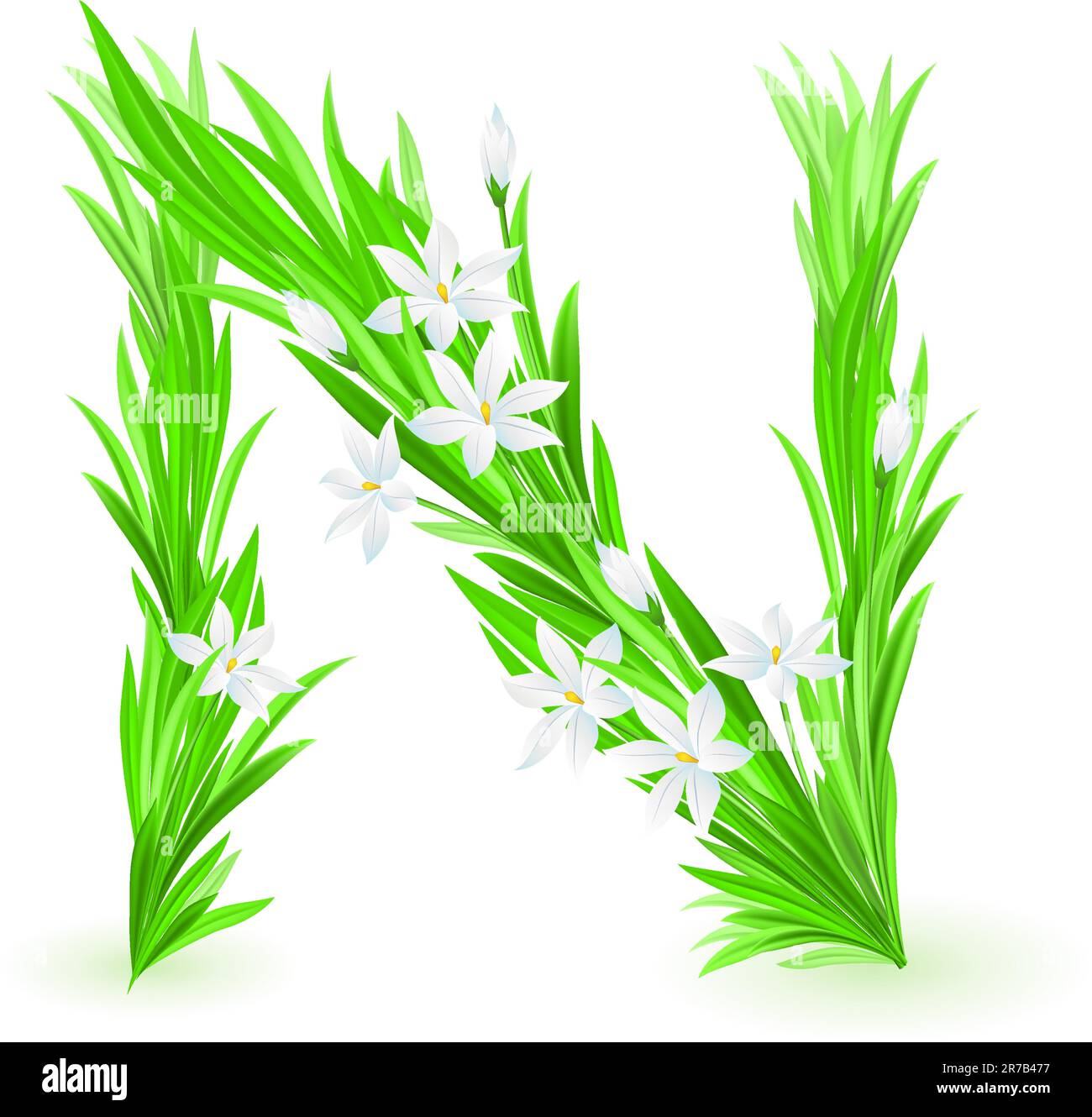 One letter of spring flowers alphabet - N. Illustration on white ...