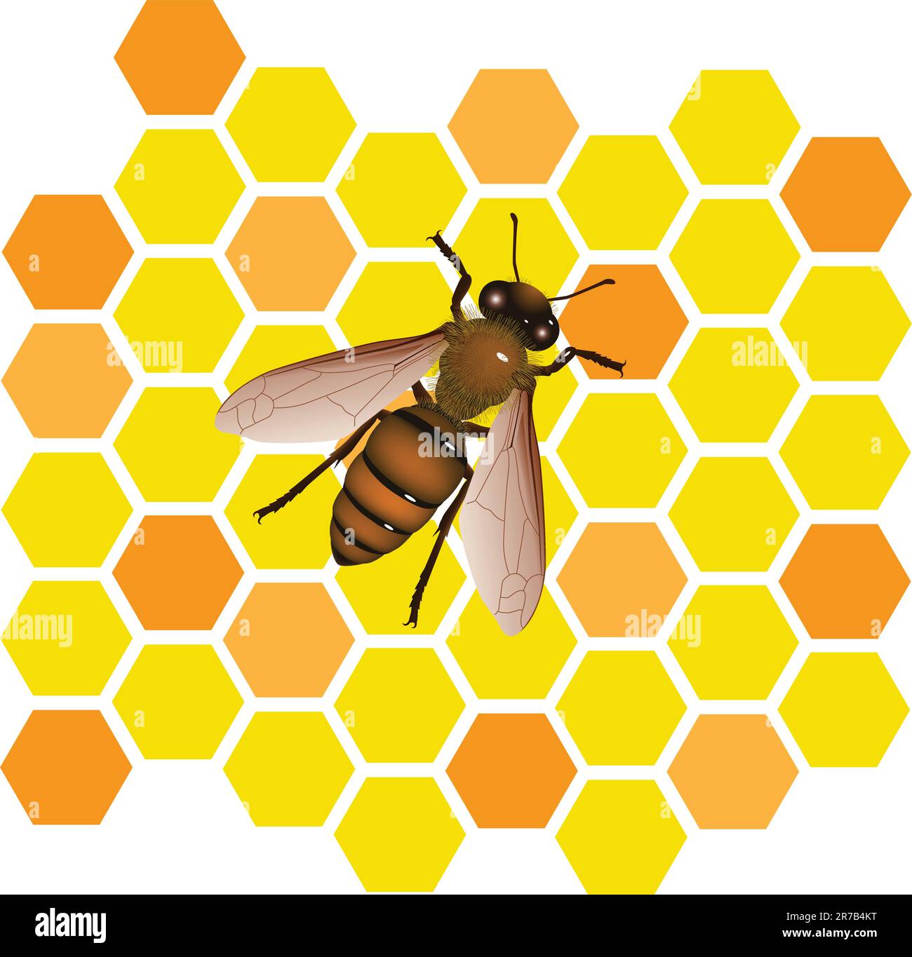 Bug hexagon Stock Vector Images - Alamy