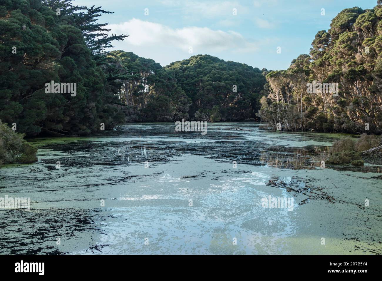 Photograph of a large water lagoon full of green floating debris and ...