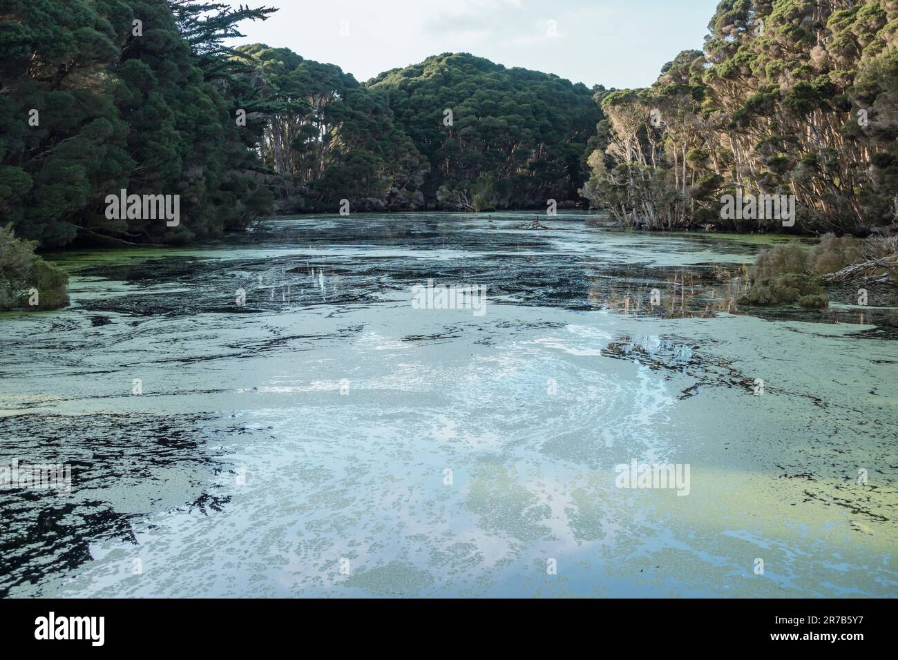Photograph of a large water lagoon full of green floating debris and ...