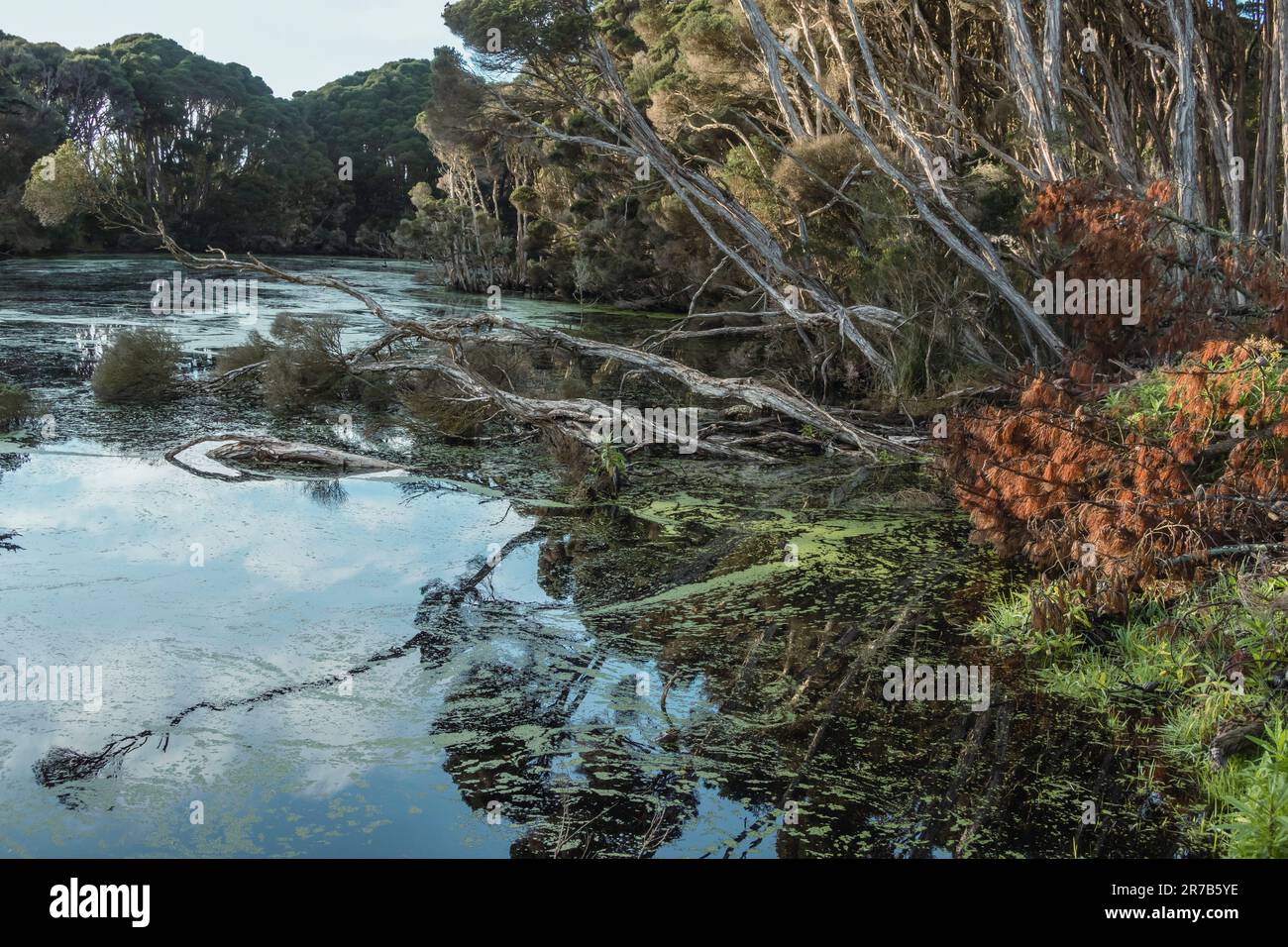 Photograph of a large water lagoon full of green floating debris and ...