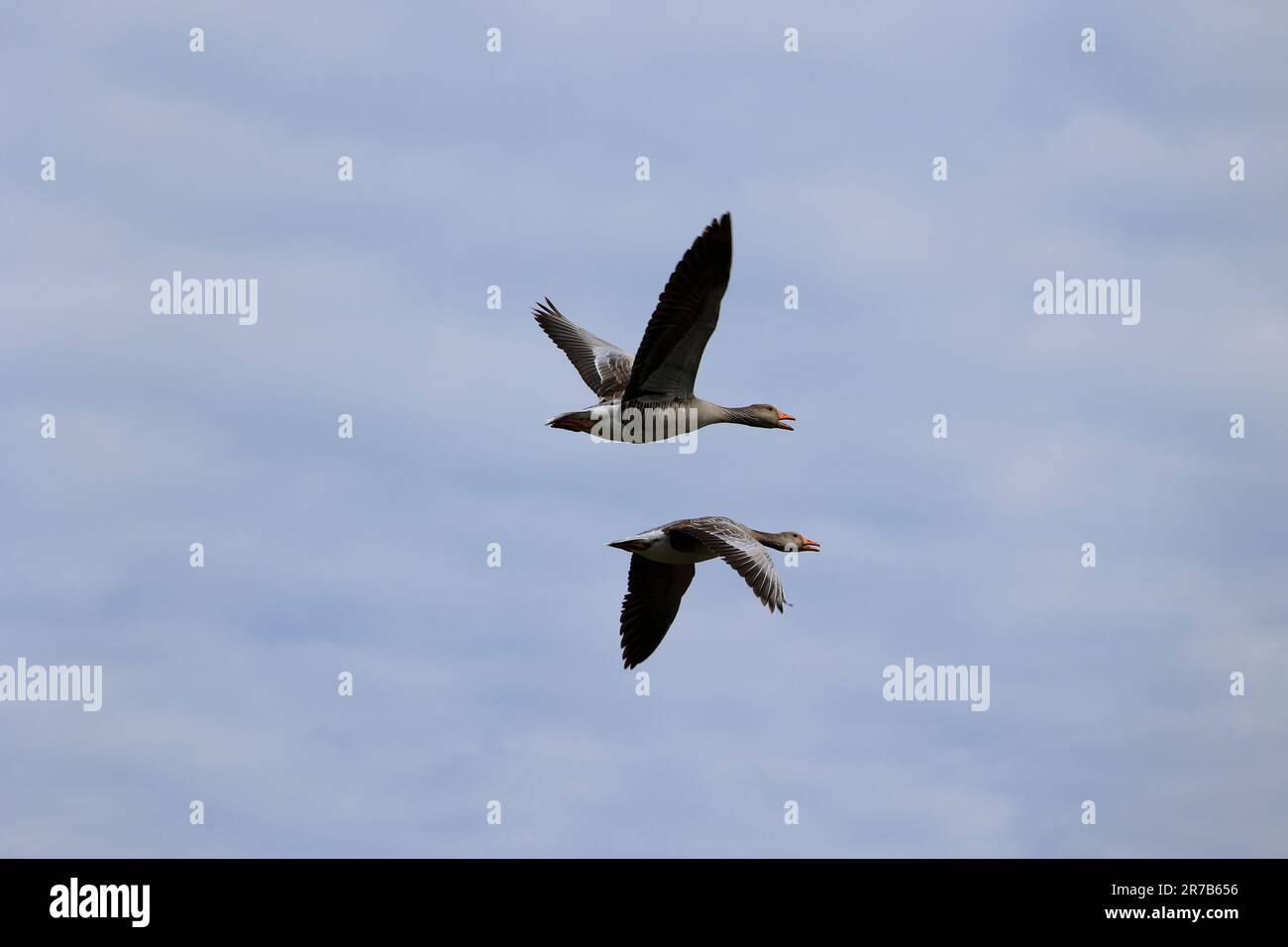 2 geese fly through the picture from left to right Stock Photo - Alamy