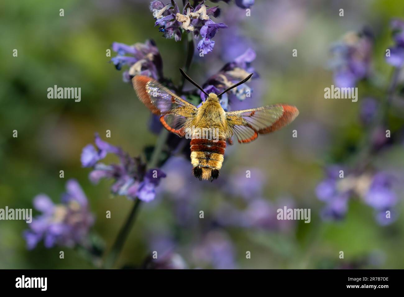 A Broad-bordered Bee Hawk moth ( Hemaris fuciformis) hovering around ...