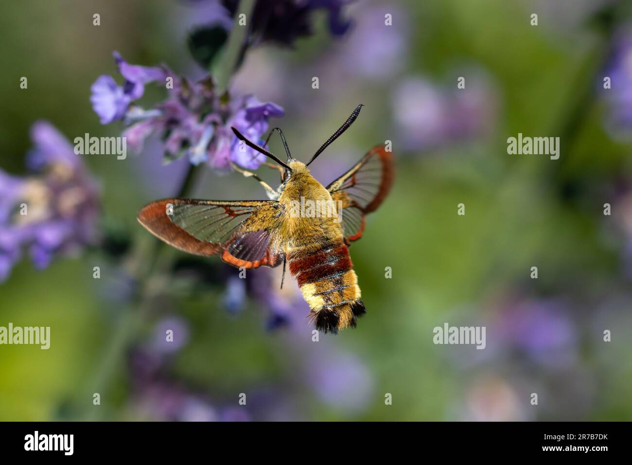 A Broad-bordered Bee Hawk moth ( Hemaris fuciformis) hovering around ...