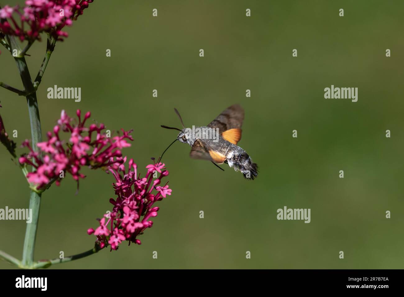 A beautiful Hummingbird Hawk-moth (Macroglossum stellatarum) in flight ...