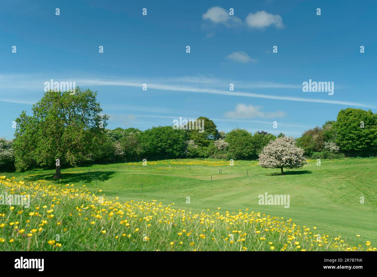 The Westwood public park and golf course in spring with wild flowers ...
