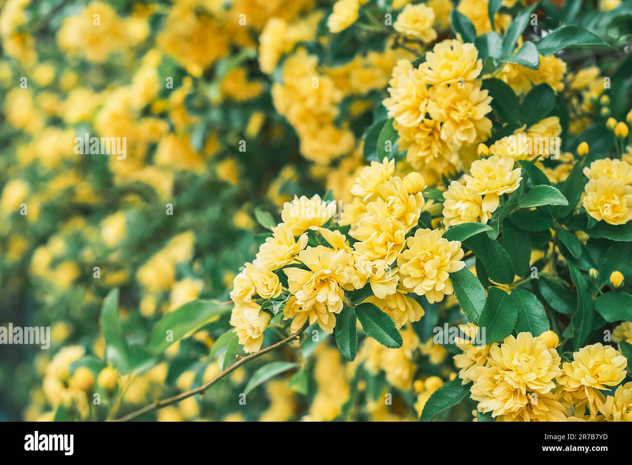 Gorgeous yellow flowers of a flowering shrub, Japanese curry or ...