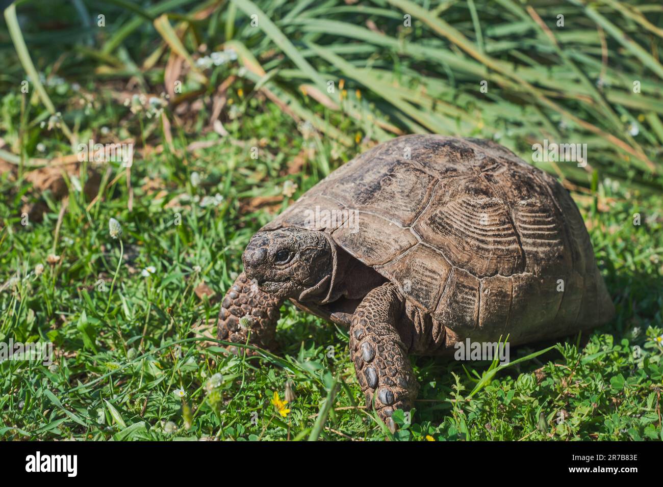 Wild animals in the natural environment, Turtle eats grass on the lawn ...