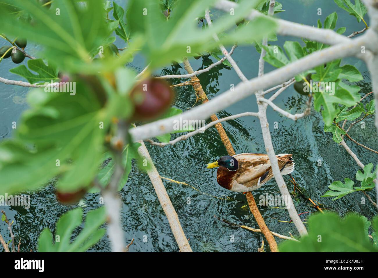 wild duck sits and rests on a branch of a fig tree growing over a ...