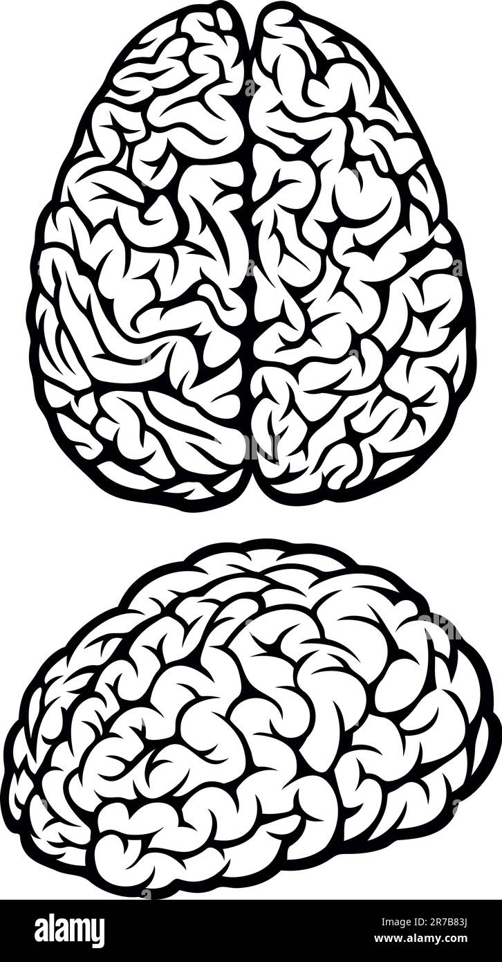 Brain. Vector Illustration Stock Vector Image & Art - Alamy