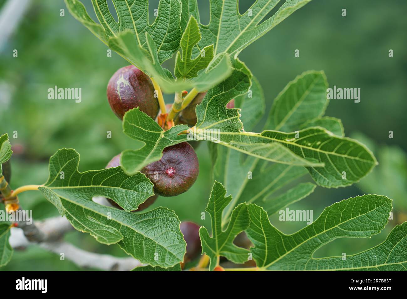 Figs on a fig tree branch above a stream, selective focus, first spring ...
