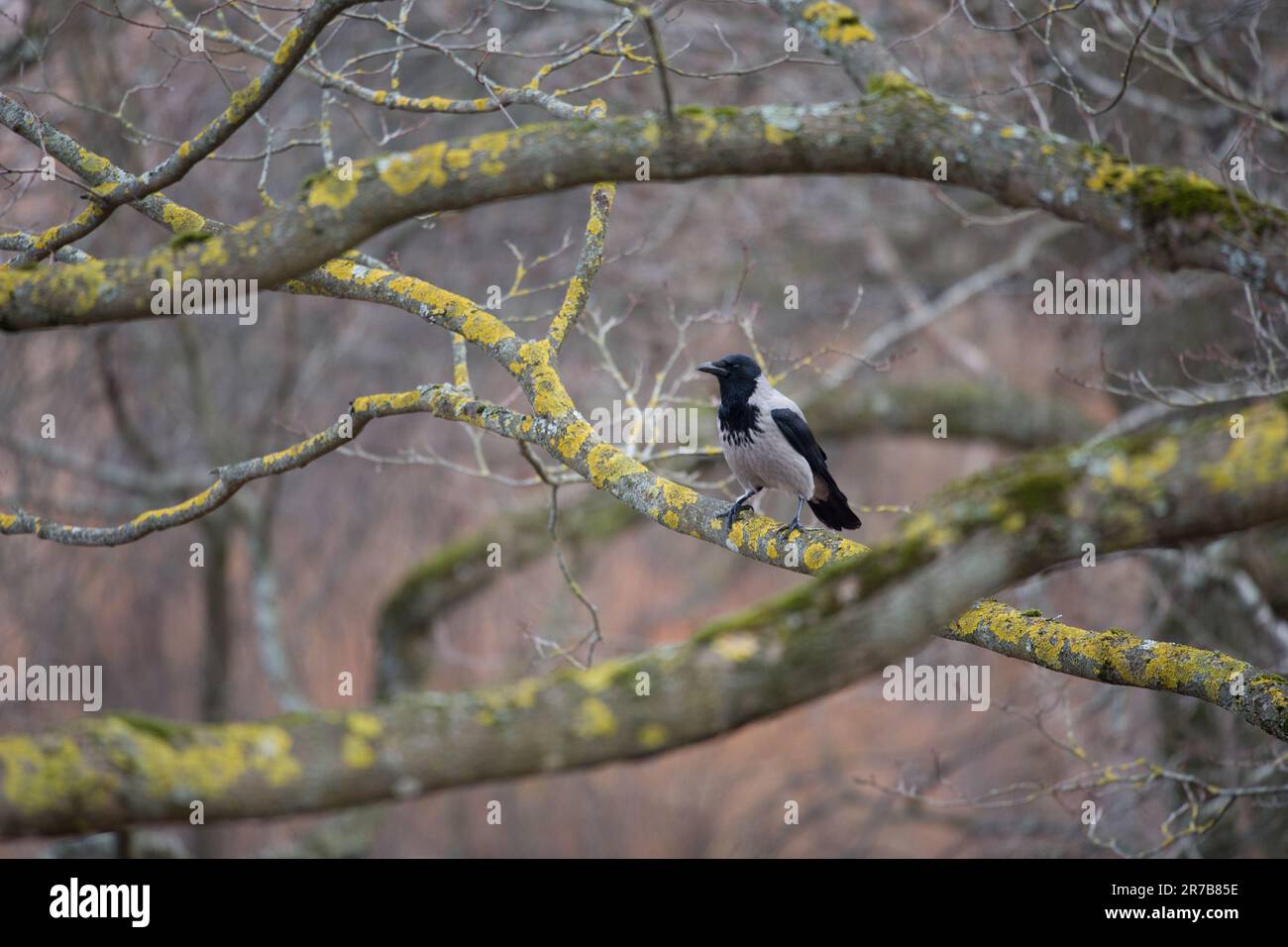 A single crow perched on a tree branch in the rain, looking out into ...