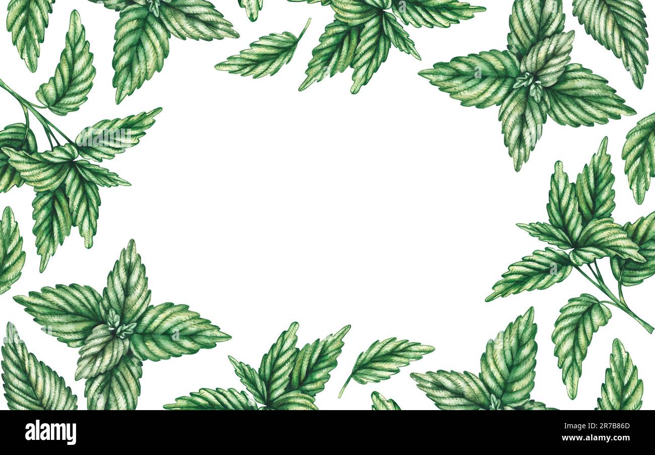 Watercolor mint plant frame. Mint frame on white for postcards ...
