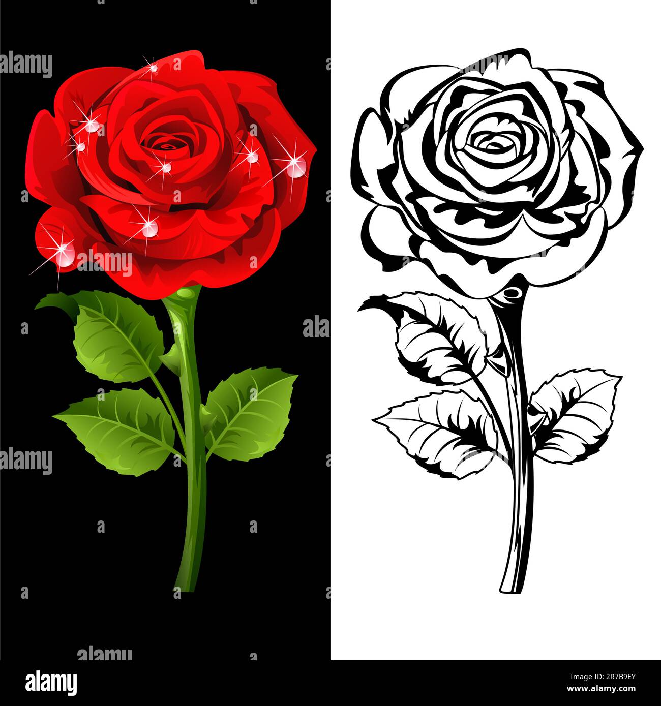Set from red and white roses Stock Vector Image & Art - Alamy