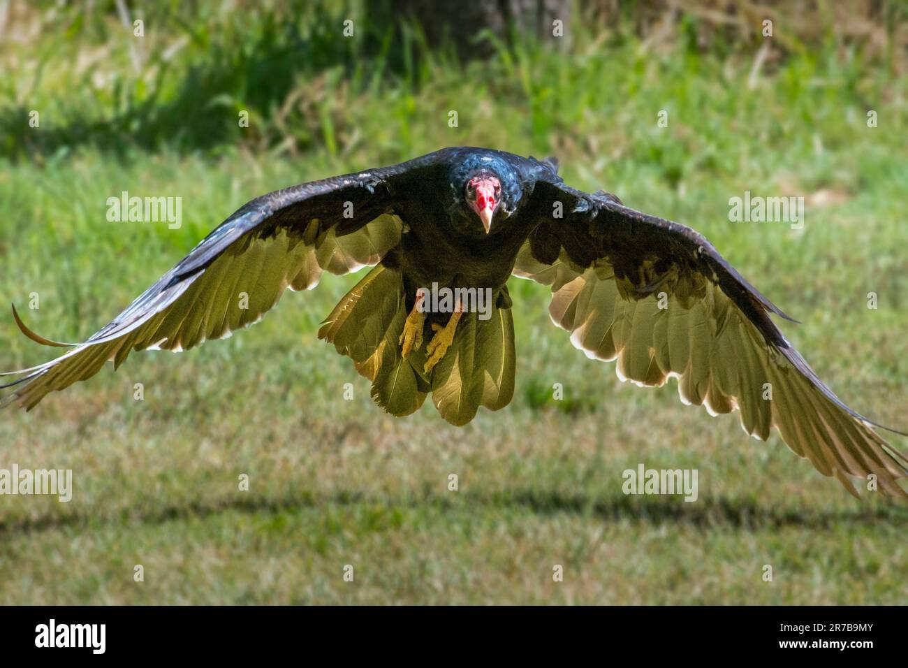Turkey Vulture in flight Stock Photo - Alamy