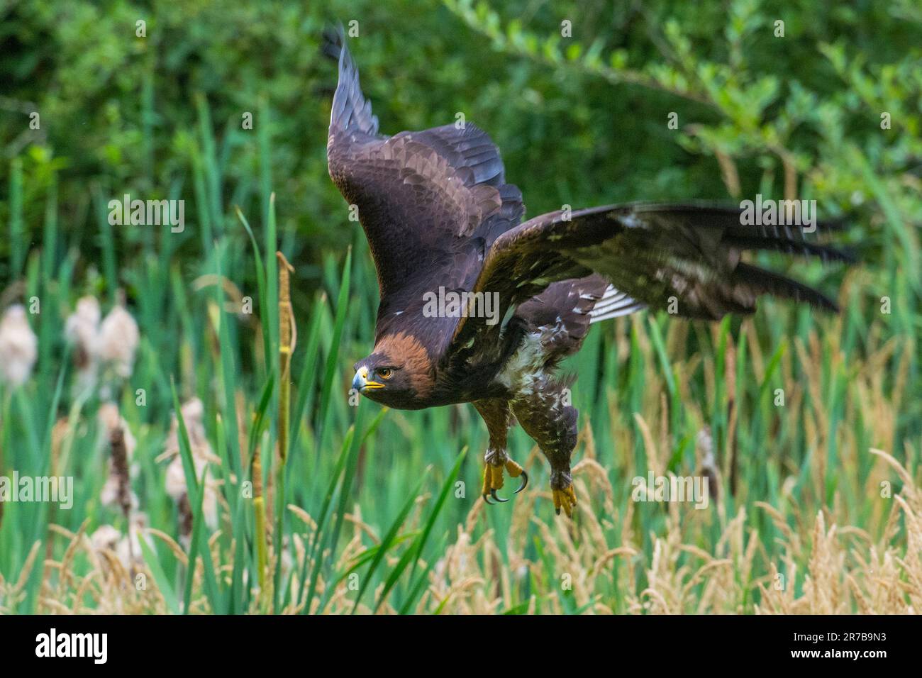 Golden Eagle in flight Stock Photo - Alamy