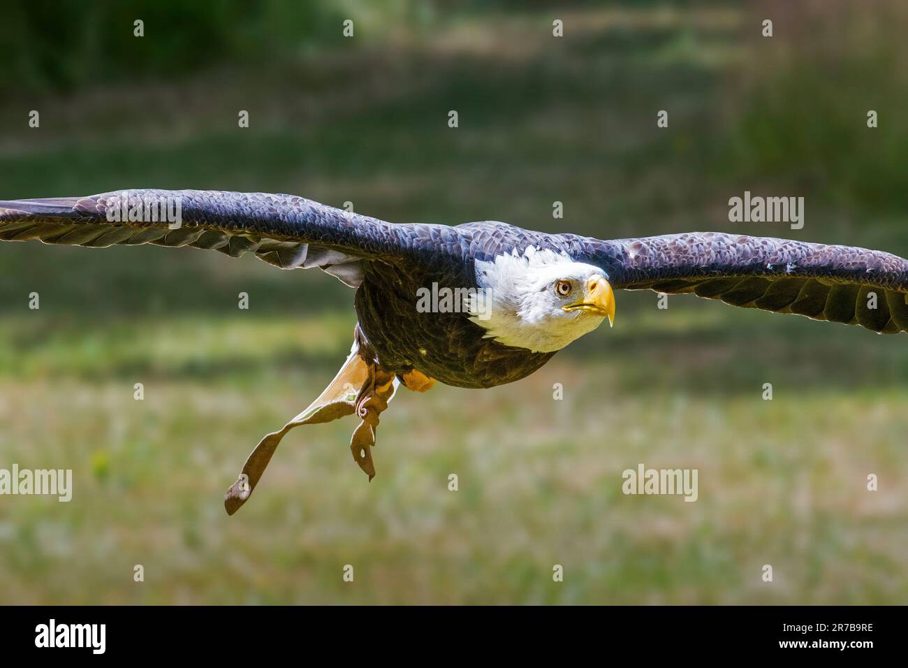Bald Eagle in flight Stock Photo - Alamy