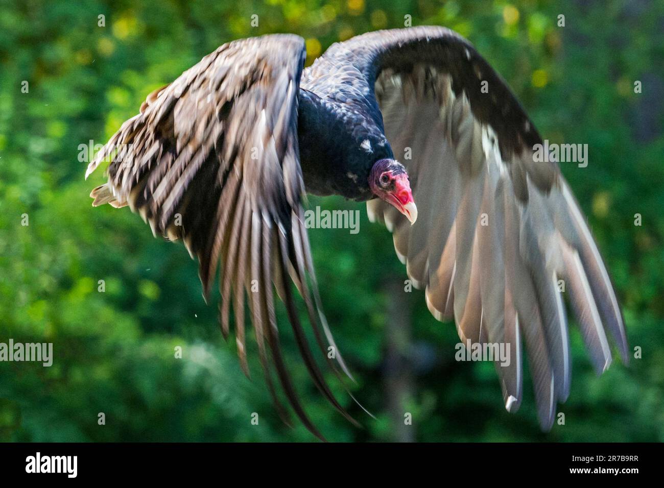 Turkey Vulture in flight Stock Photo - Alamy