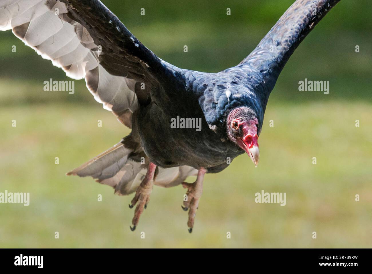 Turkey Vulture in flight Stock Photo - Alamy