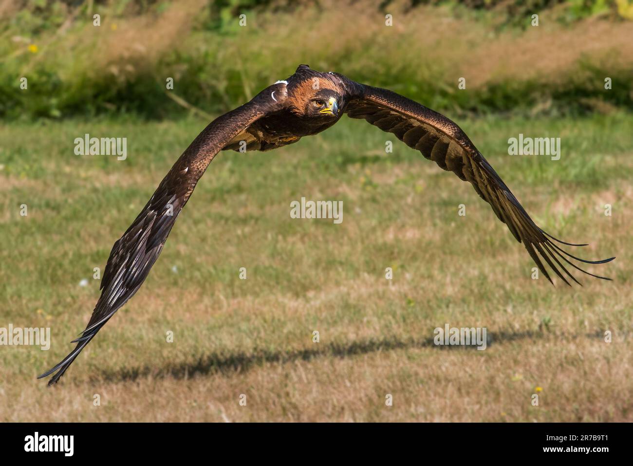 Golden Eagle in flight Stock Photo - Alamy
