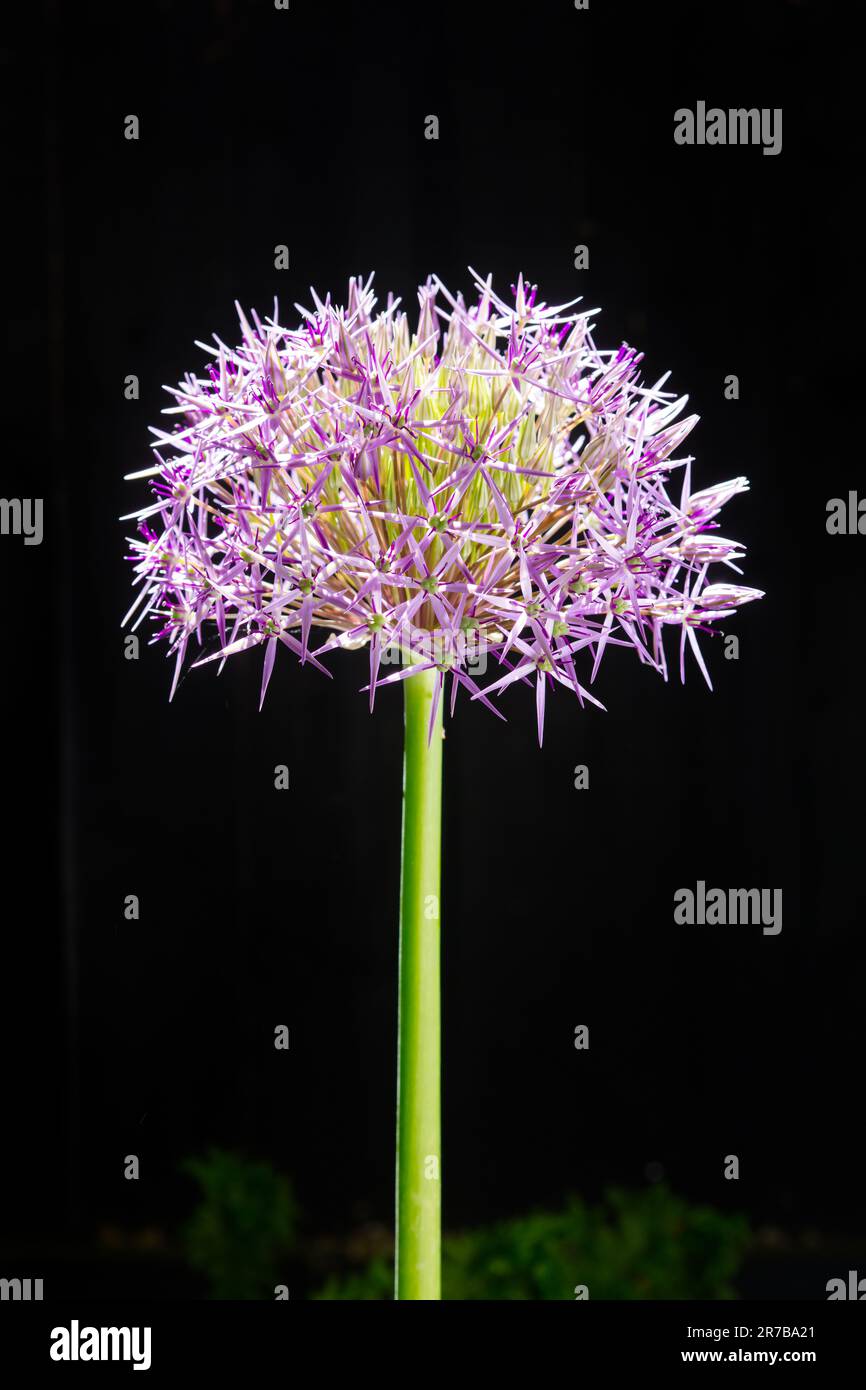 Allium magic hi-res stock photography and images - Alamy