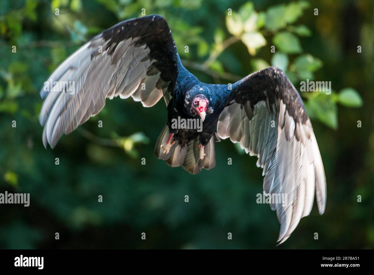 Turkey Vulture in flight Stock Photo - Alamy