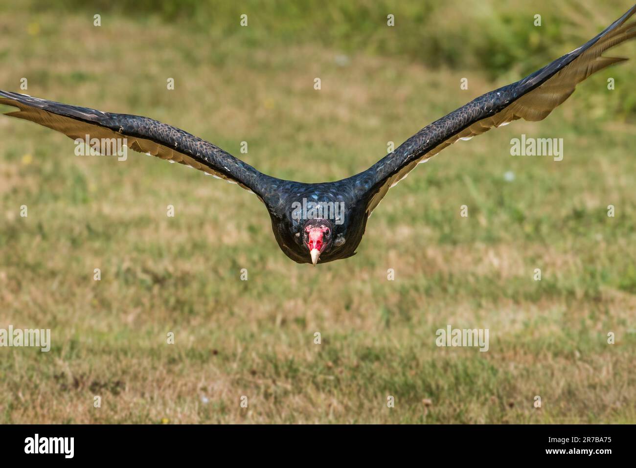 Turkey Vulture in flight Stock Photo - Alamy